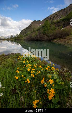 Vertical shot of beautiful Marsh marigold flowers growing in a garden ...