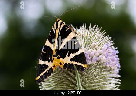 A Jersey Tiger Moth, euplagia quadripunctara, also known as the spanish ...