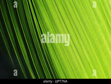 Palm leaf with diagonal lines from light to dark Stock Photo - Alamy