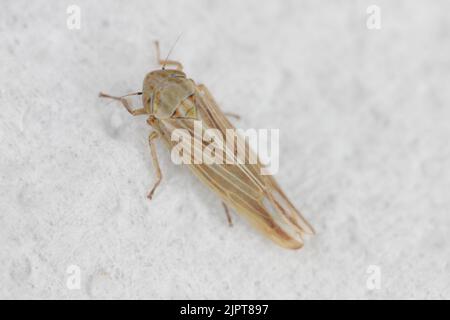 Leafhopper (Cicadellidae) of the genus Mocydiopsis Stock Photo - Alamy