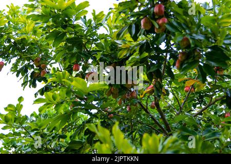 An ackee tree with lots of fruits in the garden Stock Photo - Alamy