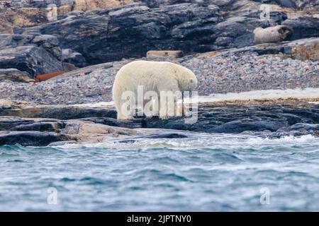 A polar bear eating seaweed on an overcast day near Churchill, Manitoba ...