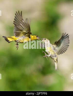 Siskin fighting in flight in morning light, summer, north wales, UK ...
