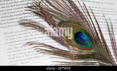 Beautiful Peacock Feather and book hi-res closeup stock photography and ...