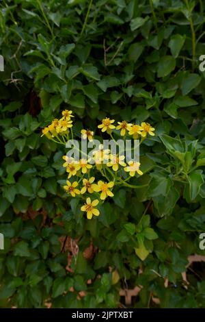Senecio angulatus in bloom Stock Photo - Alamy