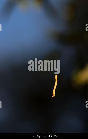 Geometer moth caterpillar, Canyonlands National Park, Utah Stock Photo ...