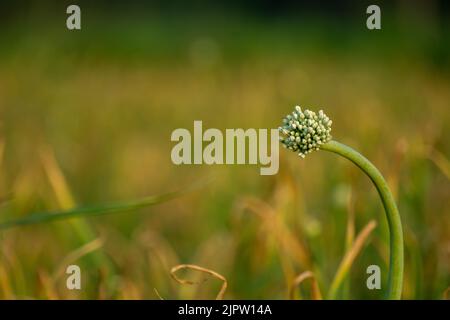 Onion flowers blooming onions, alliums. Green onions. Life cycle of ...