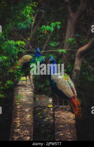 Vertical shot of beautiful Peacocks in the zoo Stock Photo - Alamy