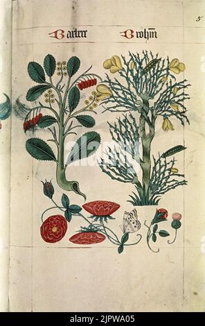 The Tudor pattern book, MS. Ashmole 1504, contains a rich collection of ...