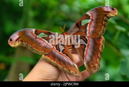 The largest butterfly in nature. Coscinocera hercules. Summer Stock ...
