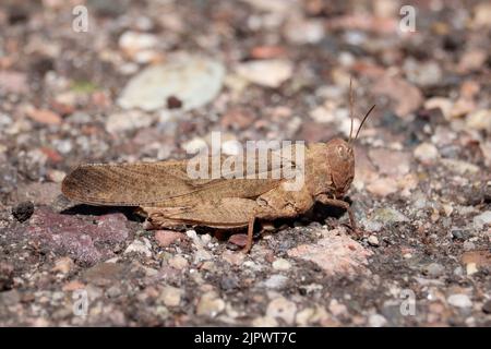 Carolina locust or Dissosteria Carolina standing on the ground at the ...