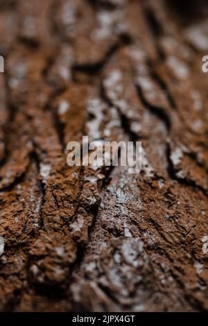 Vertical shot of tree bark texture Stock Photo - Alamy