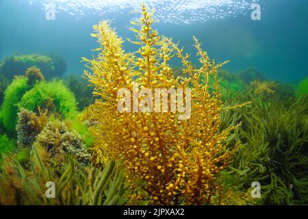Wireweed (Sargassum muticum), Europe Stock Photo - Alamy