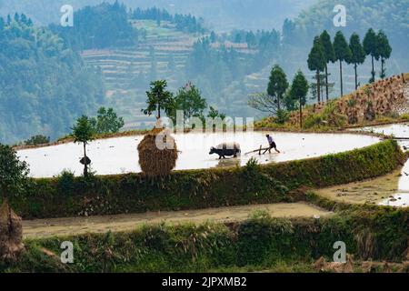 Chinese field worker in terraced rice paddy fields in China Stock Photo ...