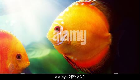 Discus fish (Pompadour), Red symphysodon discus. Symphysodon is ...