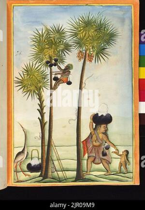 Toddy-tapper climbing a toddy palm 1785 (cropped Stock Photo - Alamy