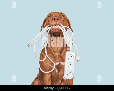 Lovable, pretty brown puppy and extension cord Stock Photo - Alamy