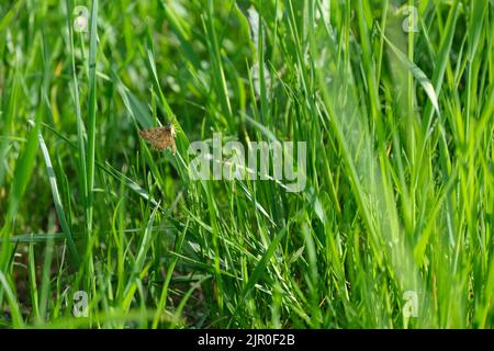 Tiny brown butterfly, common heath moth resting on a blade of grass ...