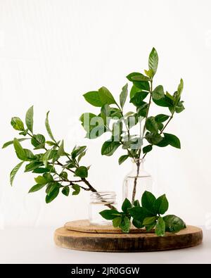 Homemade rooting plant, water propagation in glass Stock Photo - Alamy