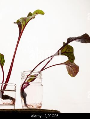 Homemade rooting plant, water propagation in glass Stock Photo - Alamy
