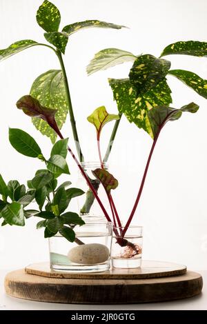 Homemade rooting plant, water propagation in glass Stock Photo - Alamy