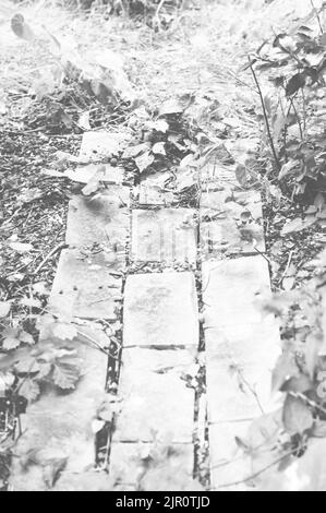 Worn and weathered brick path leading thru the sunny summer meadow in a ...