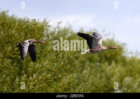 Two wild geese in flight against a bright blue sky Stock Photo - Alamy