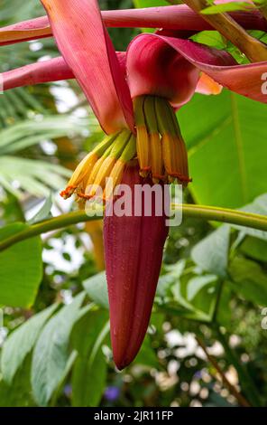 The Abacá (Musa textilis), also called Manila hemp, banana hemp or Musa ...