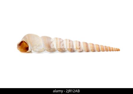 Terebridae auger sea shell isolated on white with clipping path Stock ...