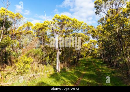 Gresswell Conservation Reserve in Melbourne Australia Stock Photo - Alamy