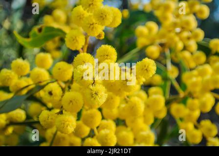 Golden Wattle in Melbourne Australia Stock Photo - Alamy