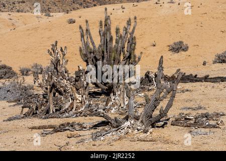 A dead Eulychnia iquiquensis candelabra cactus in Pan de Azucar ...
