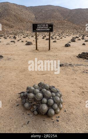 Gray Hedgehog or Erizo Gris Cactus, Copiapoa cinerascens, in Pan de ...