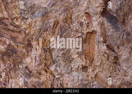 Fossilized plants embedded in stone in southern Utah, USA Stock Photo ...