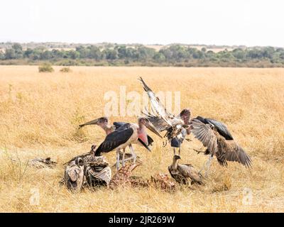 Marabou stork in Kenya, East Africa Stock Photo - Alamy