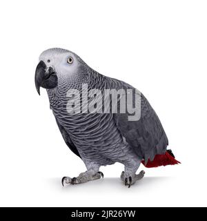Detailed shot of Grey Parrot, standing side ways with head up. Looking ...