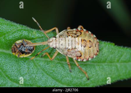 Nymph, the larva of an insect of the family Pentatomidae (shield bug ...