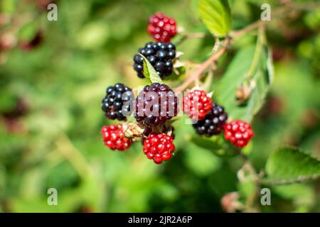 Blackberry - a fruit shrub that grows wild and is cultivated in gardens ...