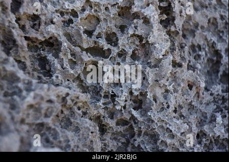 Detail of a limestone rock typical of the Mayan Riviera in Mexico Stock ...