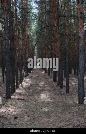 Pine forest planted in straight rows, forest landscape Stock Photo - Alamy