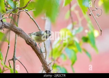 A closeup shot of a black-capped chickadee bird on a wood stamp Stock ...