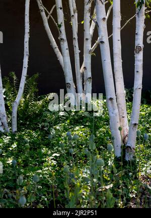 Silver Birch trees shinning in the sunlight - (Betula pendula Stock ...