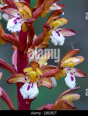 The Spotted Coral Root orchid in the Brokenhead Wetlands Ecological ...