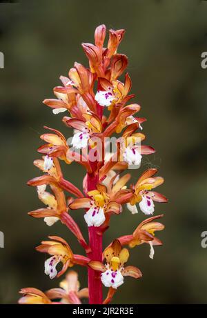The Spotted Coral Root orchid in the Brokenhead Wetlands Ecological ...