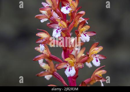The Spotted Coral Root orchid in the Brokenhead Wetlands Ecological ...