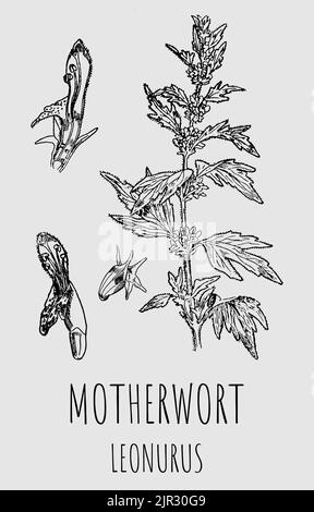 Vector drawing MOTHERWORT. Hand drawn illustration. The Latin name is ...