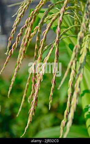 Maize or Zea mays is a monoecious plant. The stamens of the flower ...