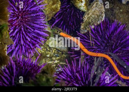 Primitive Ribbon Worm, Tubulanus polymorphus, with Purple Sea Urchins ...