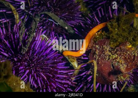 Primitive Ribbon Worm, Tubulanus polymorphus, with Purple Sea Urchins ...