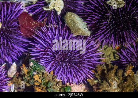 purple sea urchins (Strongylocentrotus purpuratus) at Santa Cruz Island ...